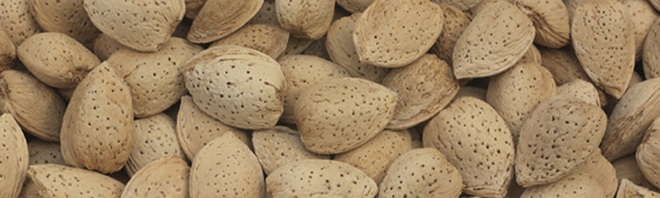 Kentish Cobnut Trees | Kentish Cobnuts | Potash Farm