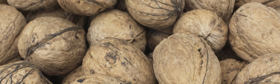 Pot Grown Kentish Cobnut Trees | Potash Farm