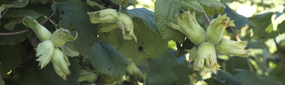 Kentish Cobnut Skin Repair Balm | Potash Farm