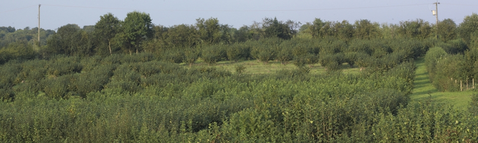 Kentish Cobnut Skin Repair Balm | Potash Farm