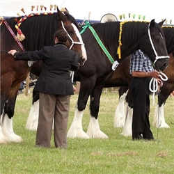 The Shoreham Heavy Horse Show | Potash Farm | Events 2023
