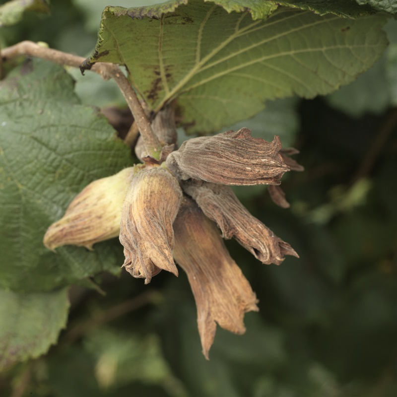 Pot Grown Kentish Cobnut Trees | Potash Farm