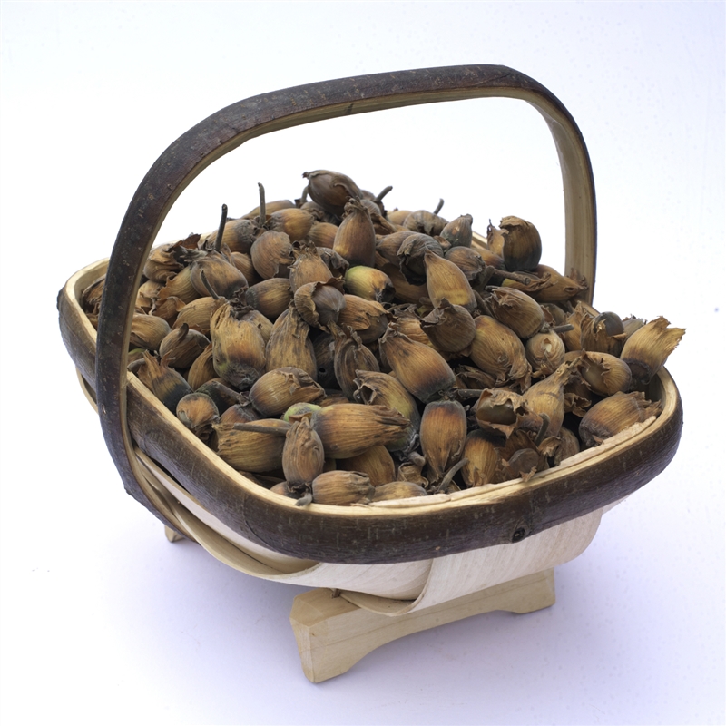 Farm Produced Green/Golden Kentish Cobnuts | Potash Farm