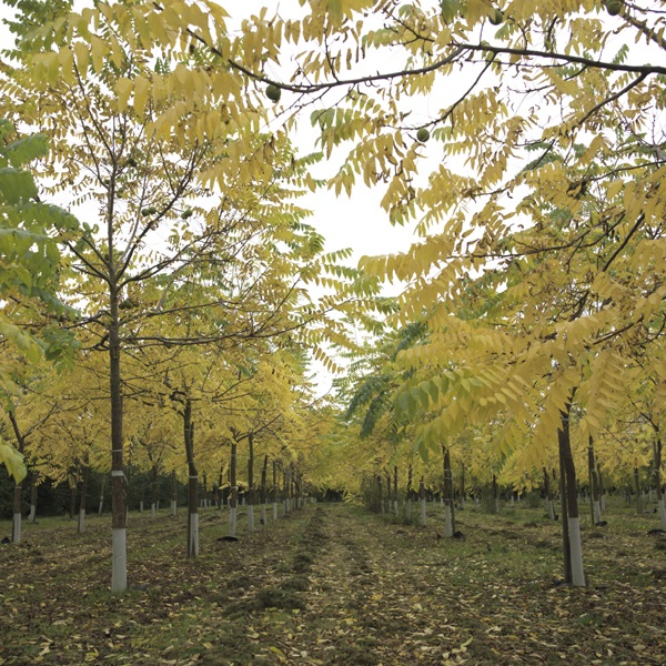 Walnut Trees | The Walnut Tree Co.